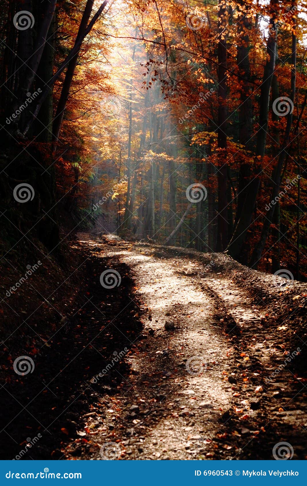 Yellow forest stock image. Image of mist, light, scene - 6960543