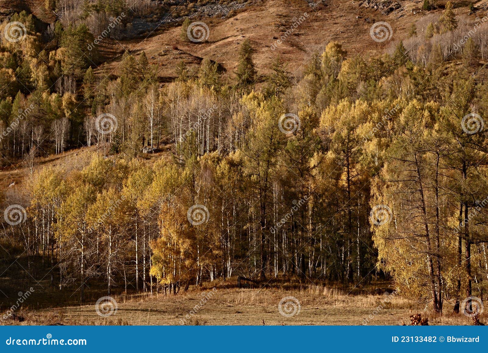 Yellow forest in autumn stock photo. Image of meadows - 23133482