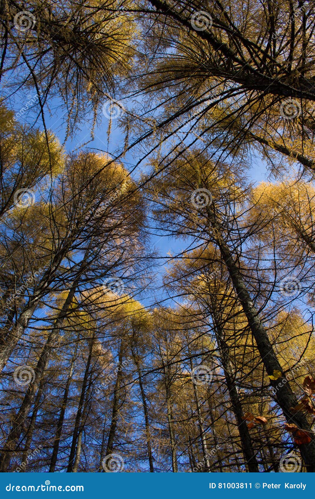 Yellow forest stock image. Image of yellow, natural, leafs - 81003811