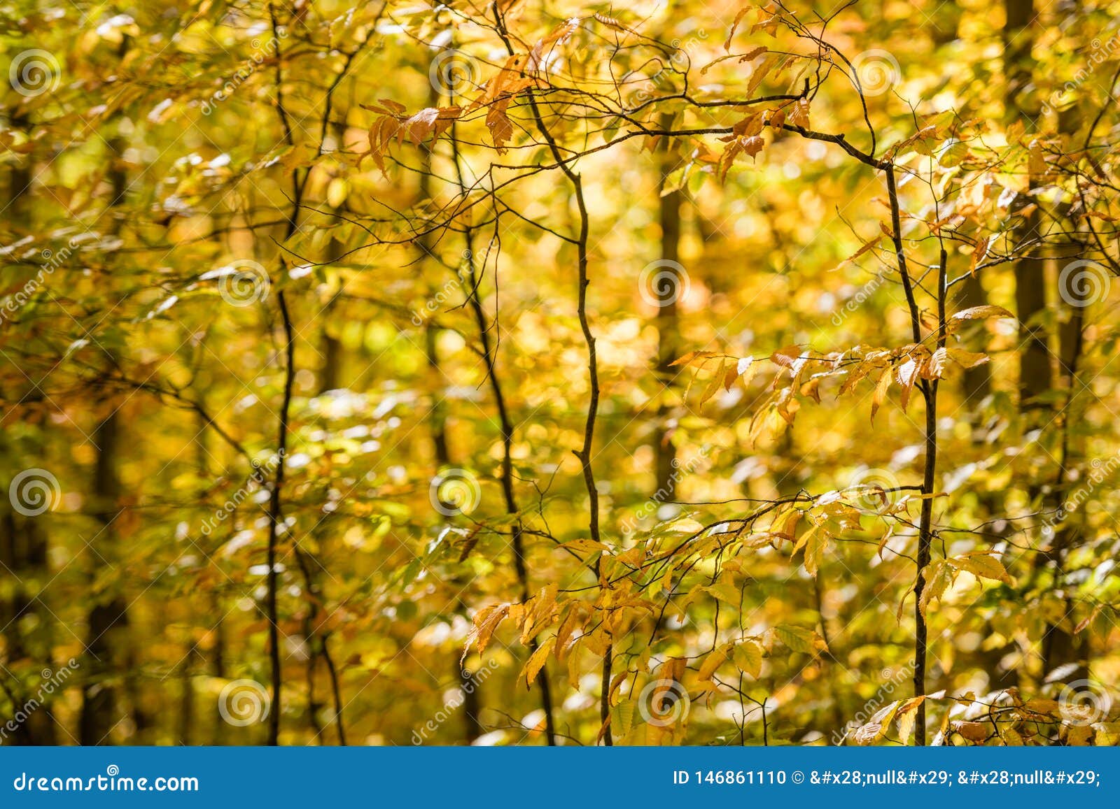 Yellow Forest View in Warm Light Stock Photo - Image of canada, sticks ...