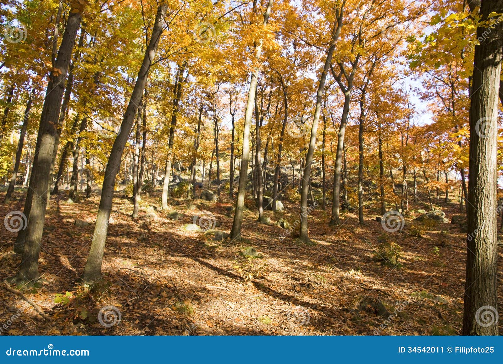 Yellow forest stock image. Image of season, nature, leafage - 34542011