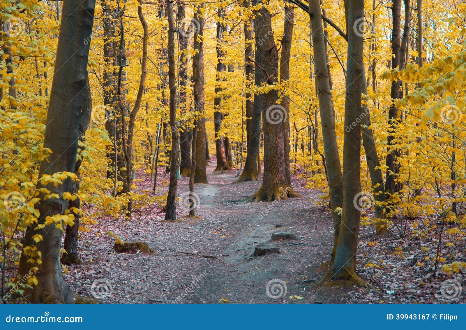 Yellow forest stock image. Image of outdoor, daylight - 39943167