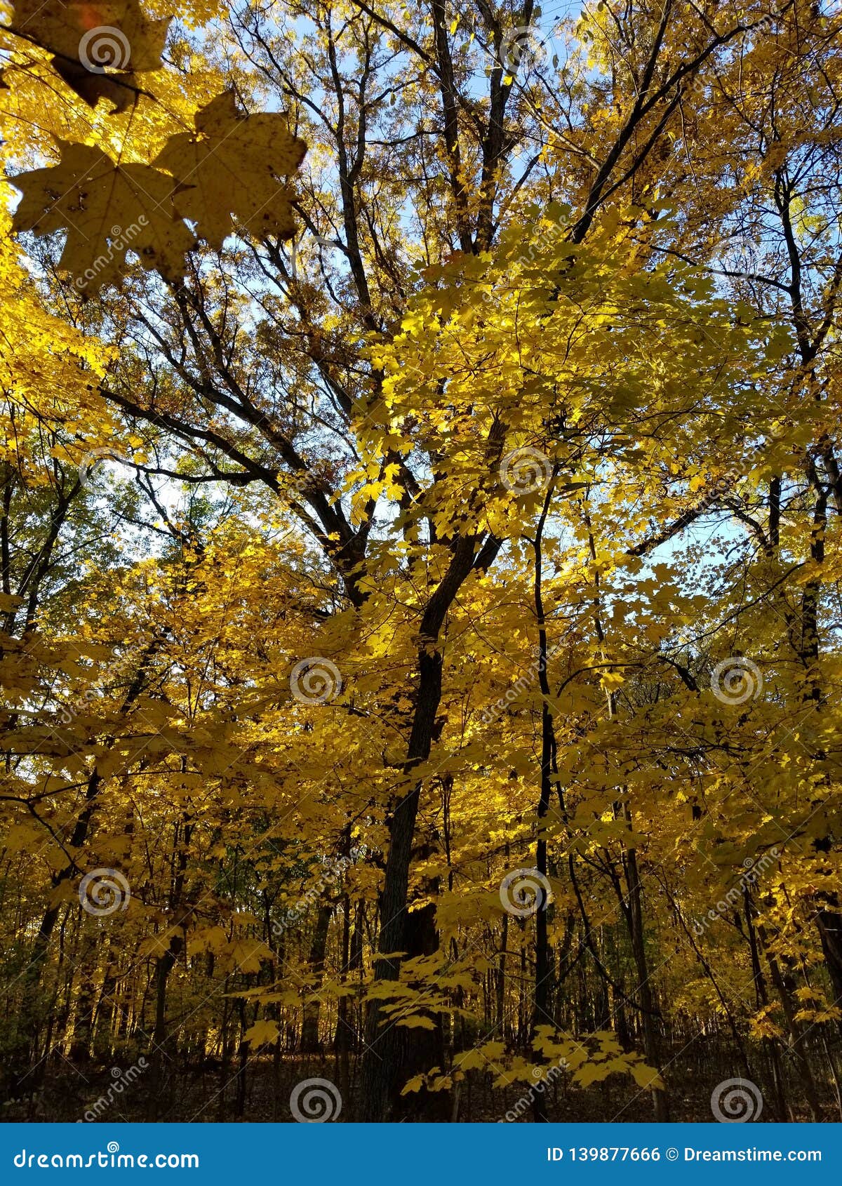 Yellow forest in the fall stock photo. Image of color - 139877666