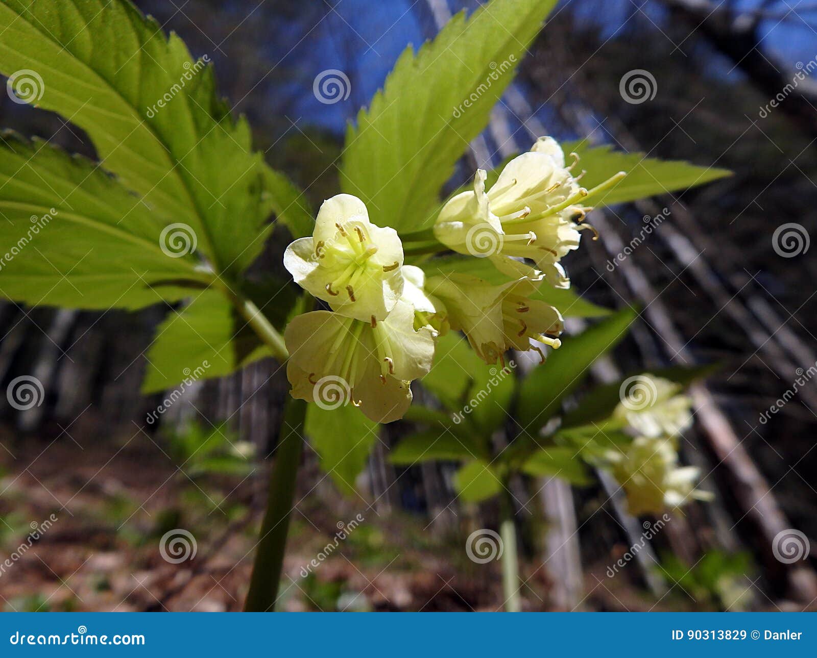 Yellow forest flower stock image. Image of closeup, dentaria - 90313829