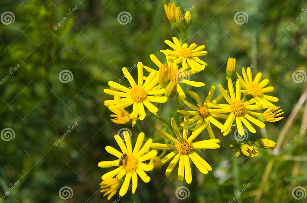 Yellow forest flowers stock image. Image of nature, background - 57172061