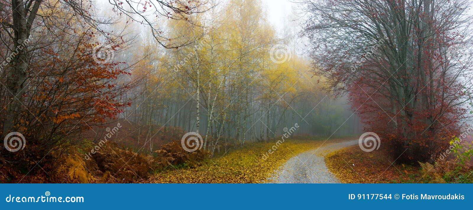 Yellow forest path stock photo. Image of foliage, dawn - 91177544