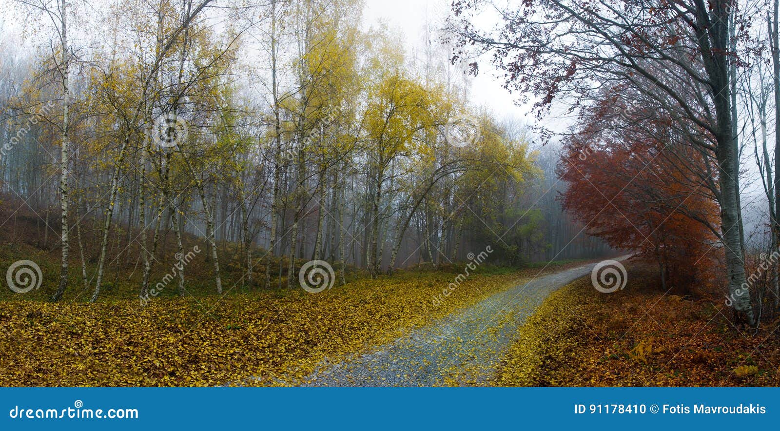 Yellow forest path stock photo. Image of hazy, magic - 91178410
