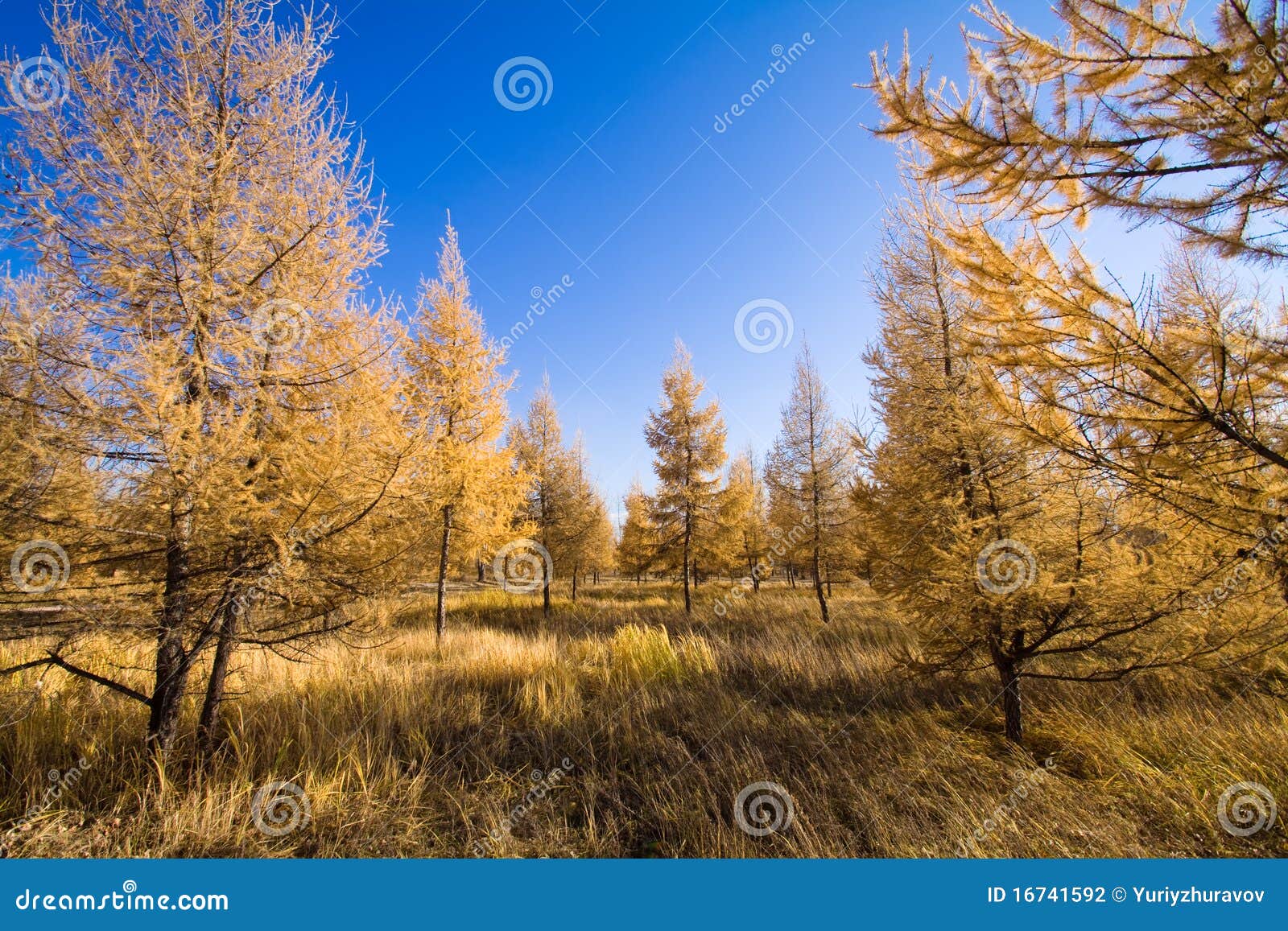 Yellow Forest Under Blue Sky Stock Photo - Image of branch, background ...