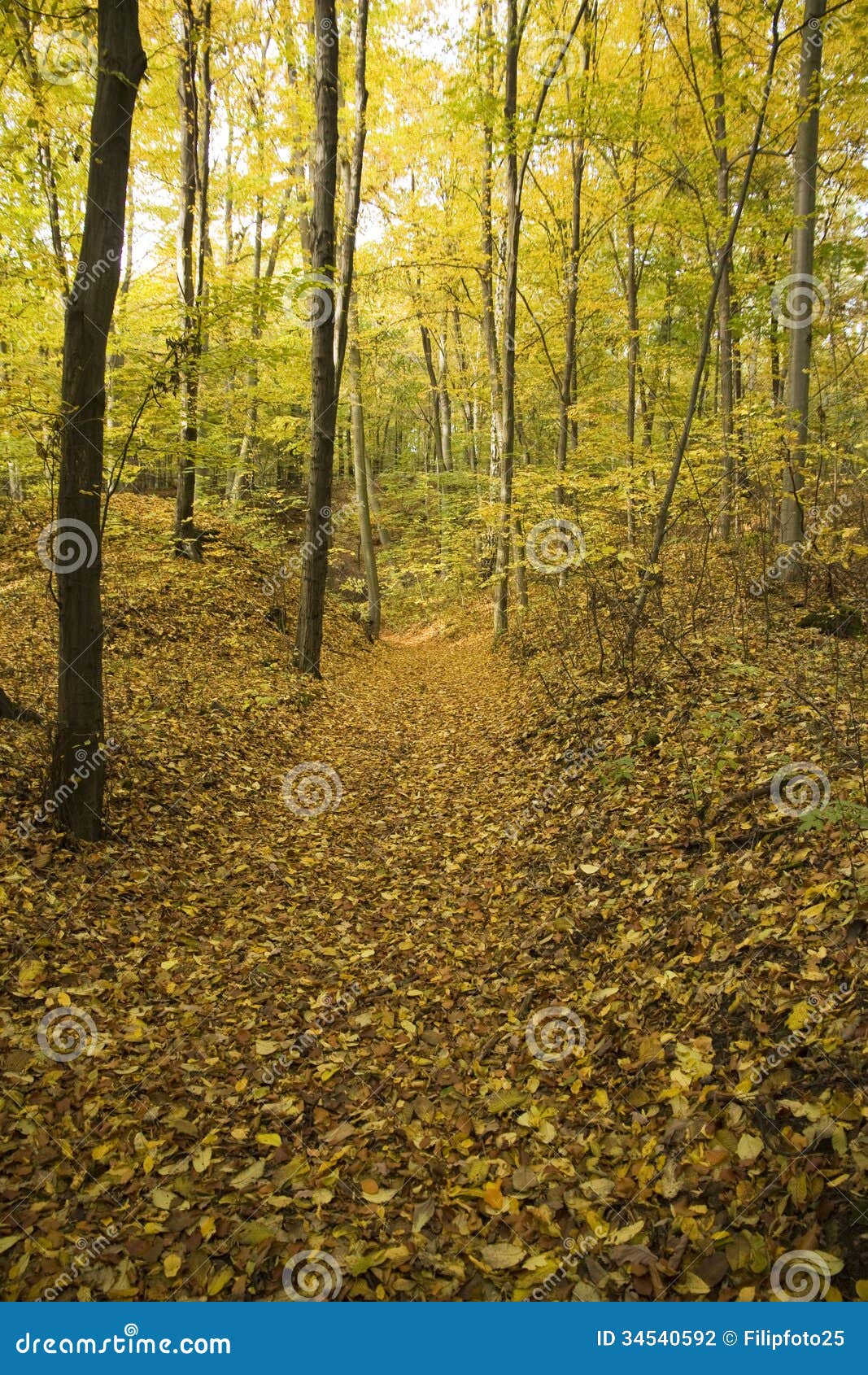 Yellow forest stock photo. Image of background, park - 34540592