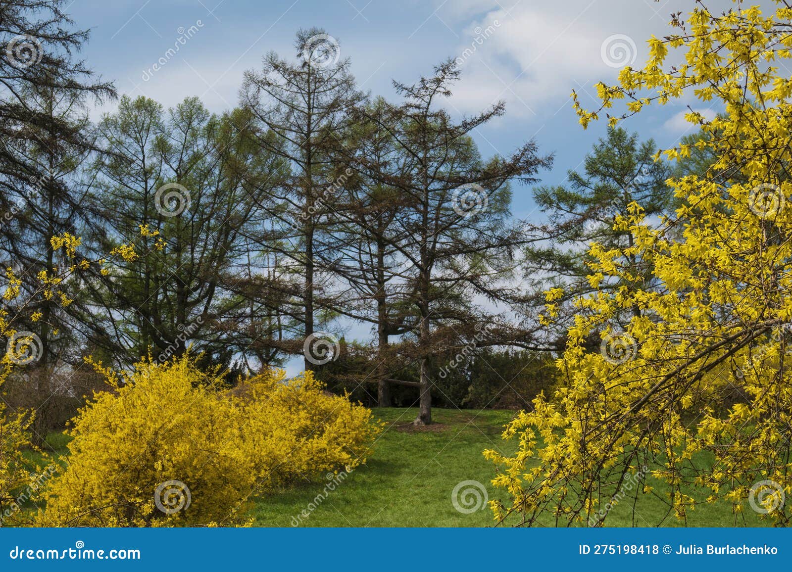 Yellow forsythia trees stock photo. Image of beauty - 275198418