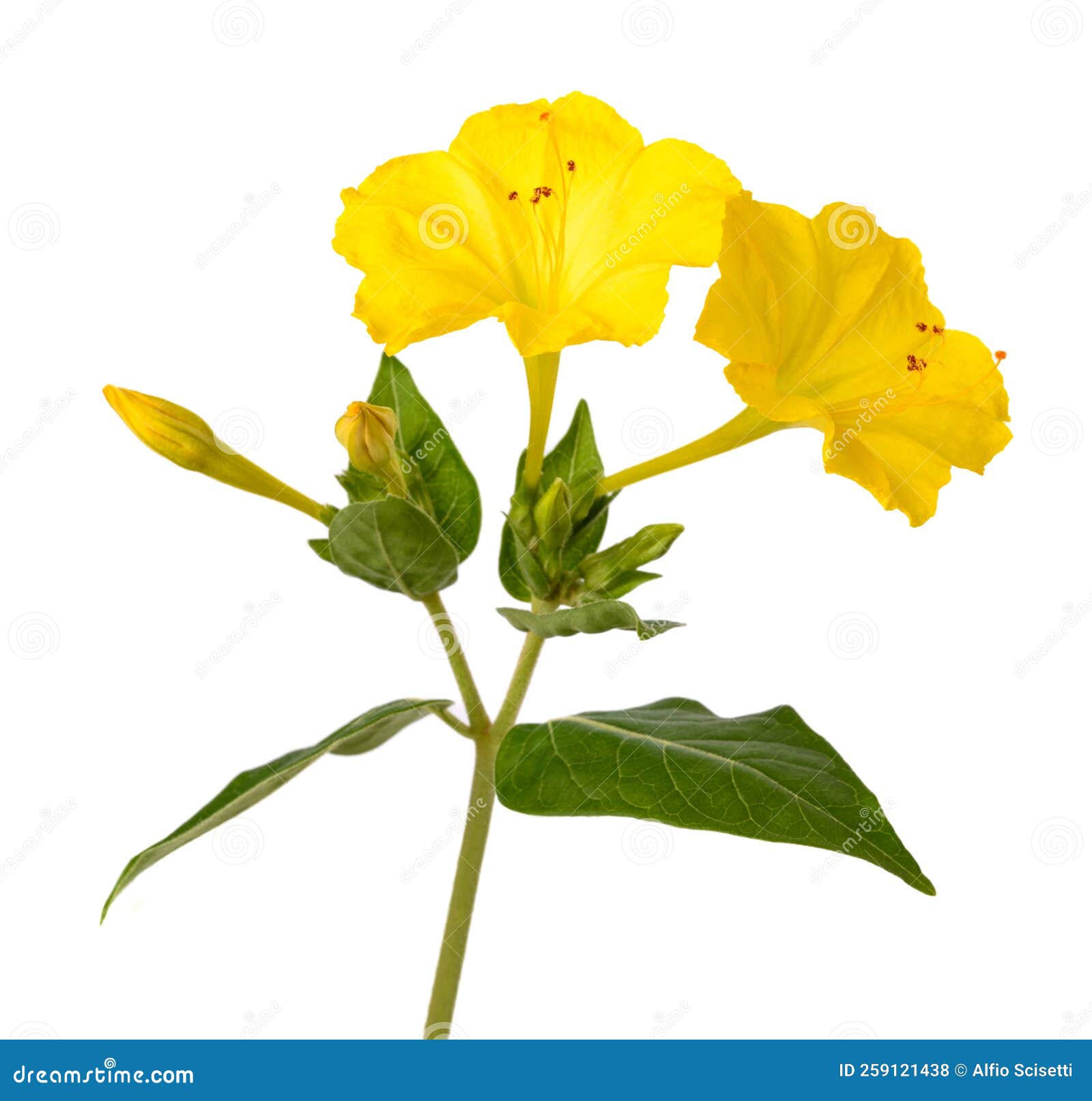 Ten O`clock Flowers-Portulaca Grandiflora- Eleven O`clock Flowers Stock ...