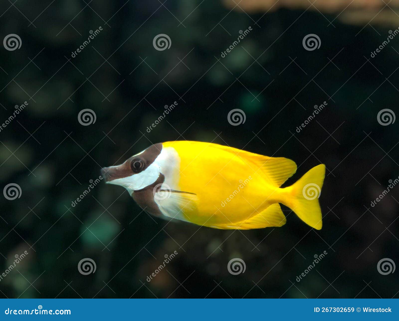 Yellow Foxface Rabbitfish in an Aquarium Stock Image - Image of coral ...