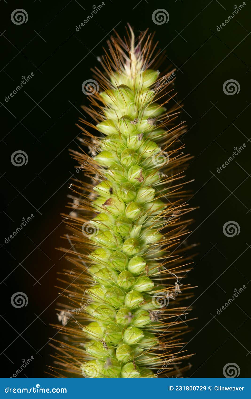 Yellow Foxtail Isolated stock image. Image of beautiful - 231800729