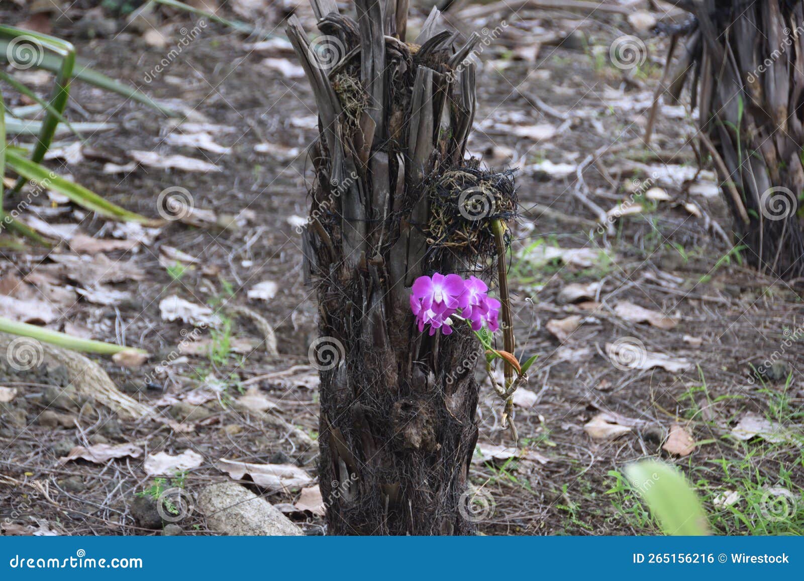 Yellow, Fragile Blossom Flower on a Tree Stock Photo - Image of beauty ...