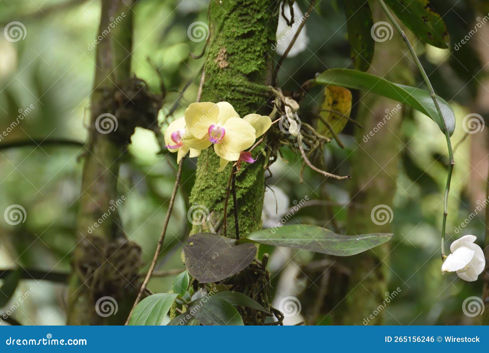 Yellow, Fragile Blossom Flower on a Tree Stock Photo - Image of leaf ...