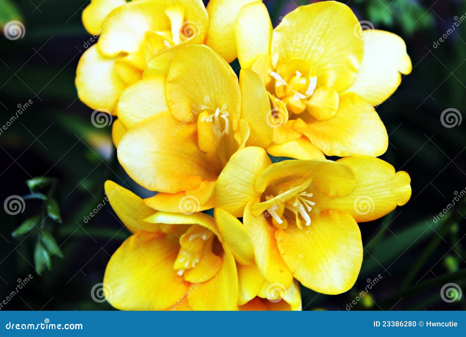 Yellow Freesia stock photo. Image of natural, garden - 23386280