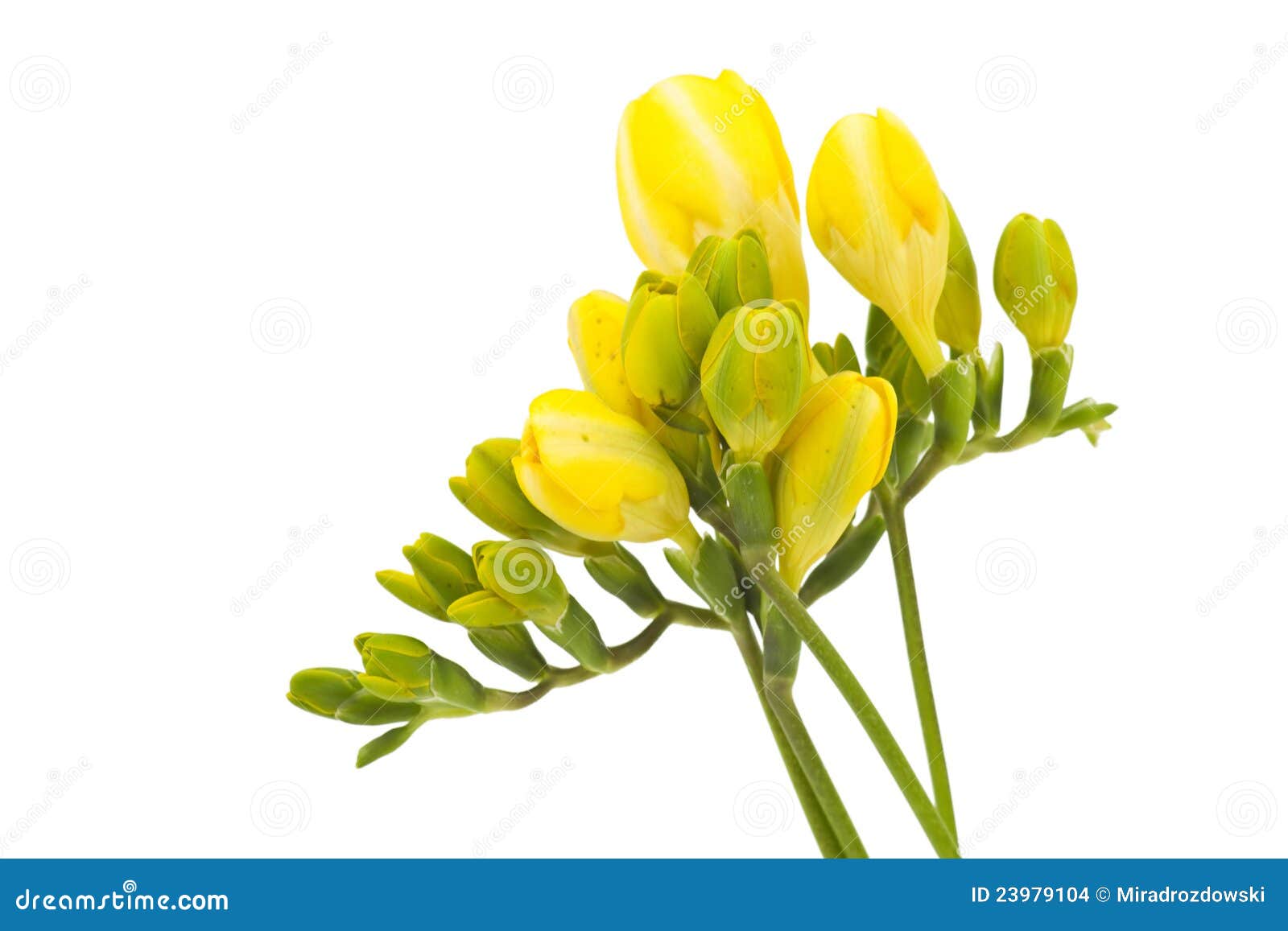 Yellow freesia stock photo. Image of green, fresh, floral - 23979104