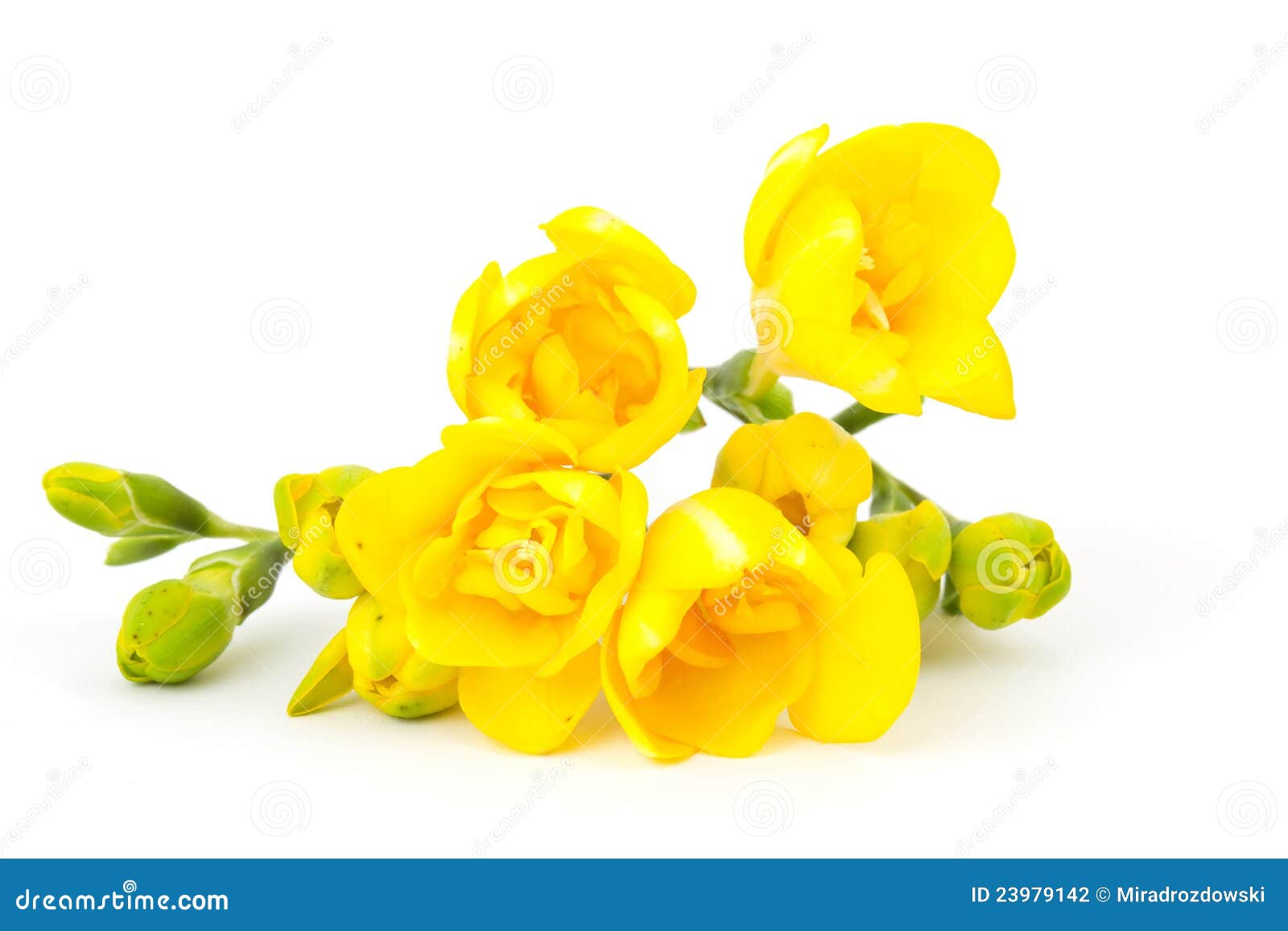 Yellow freesia stock photo. Image of nature, isolated - 23979142