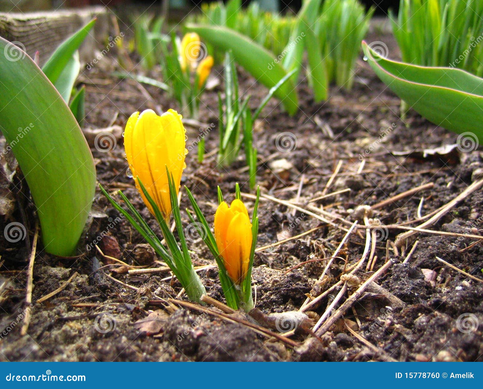 Yellow freesia flower stock photo. Image of growth, freesia - 15778760