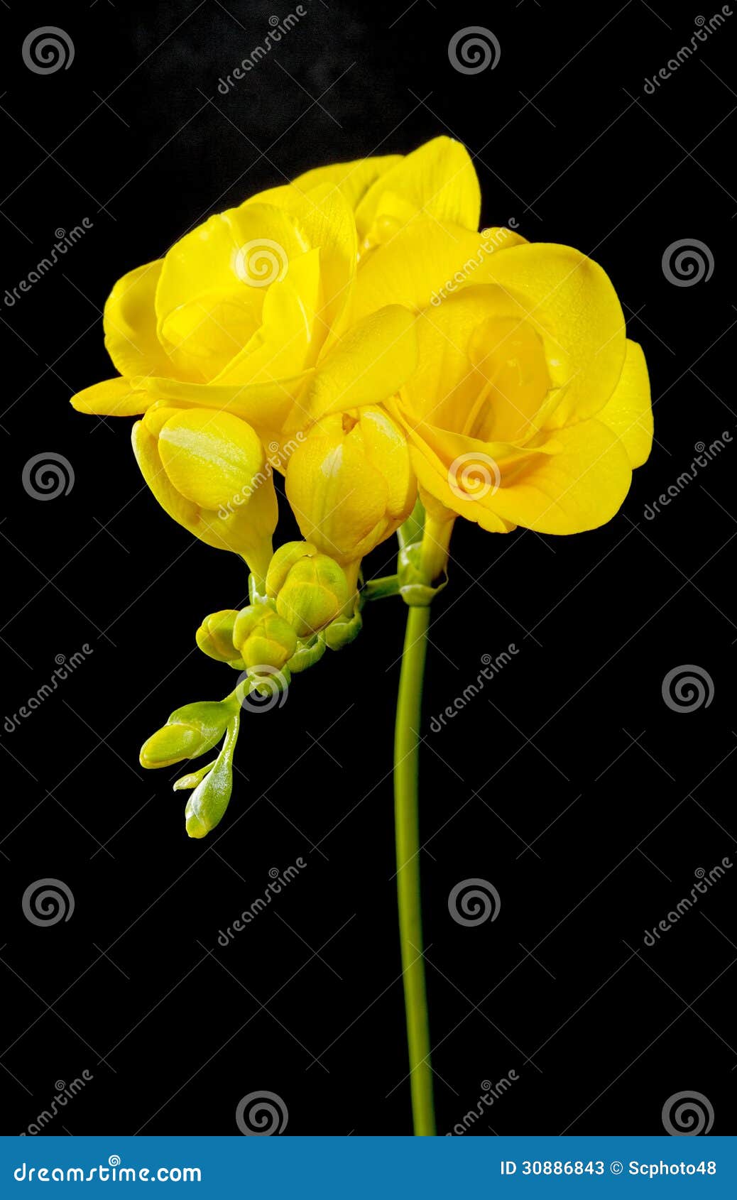Yellow Freesia Flower on a Black Stock Image - Image of buds, gardening ...