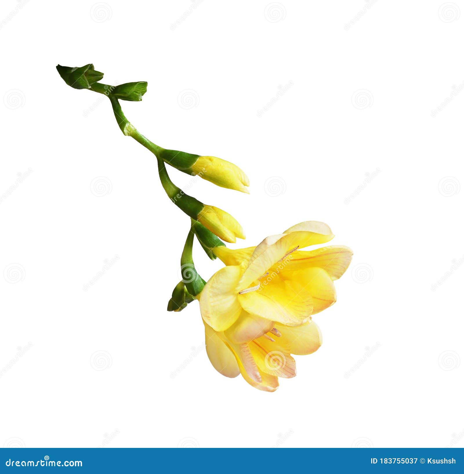 Yellow freesia flower stock image. Image of flora, plant - 183755037