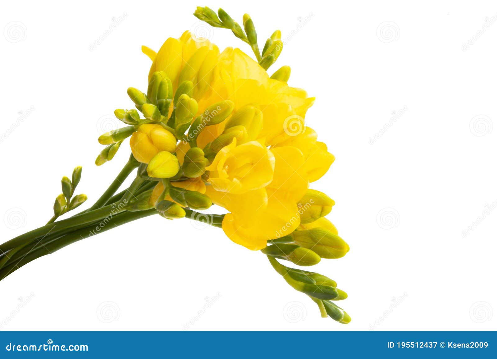 Yellow Freesia Flower Isolated Stock Image - Image of horticulture ...