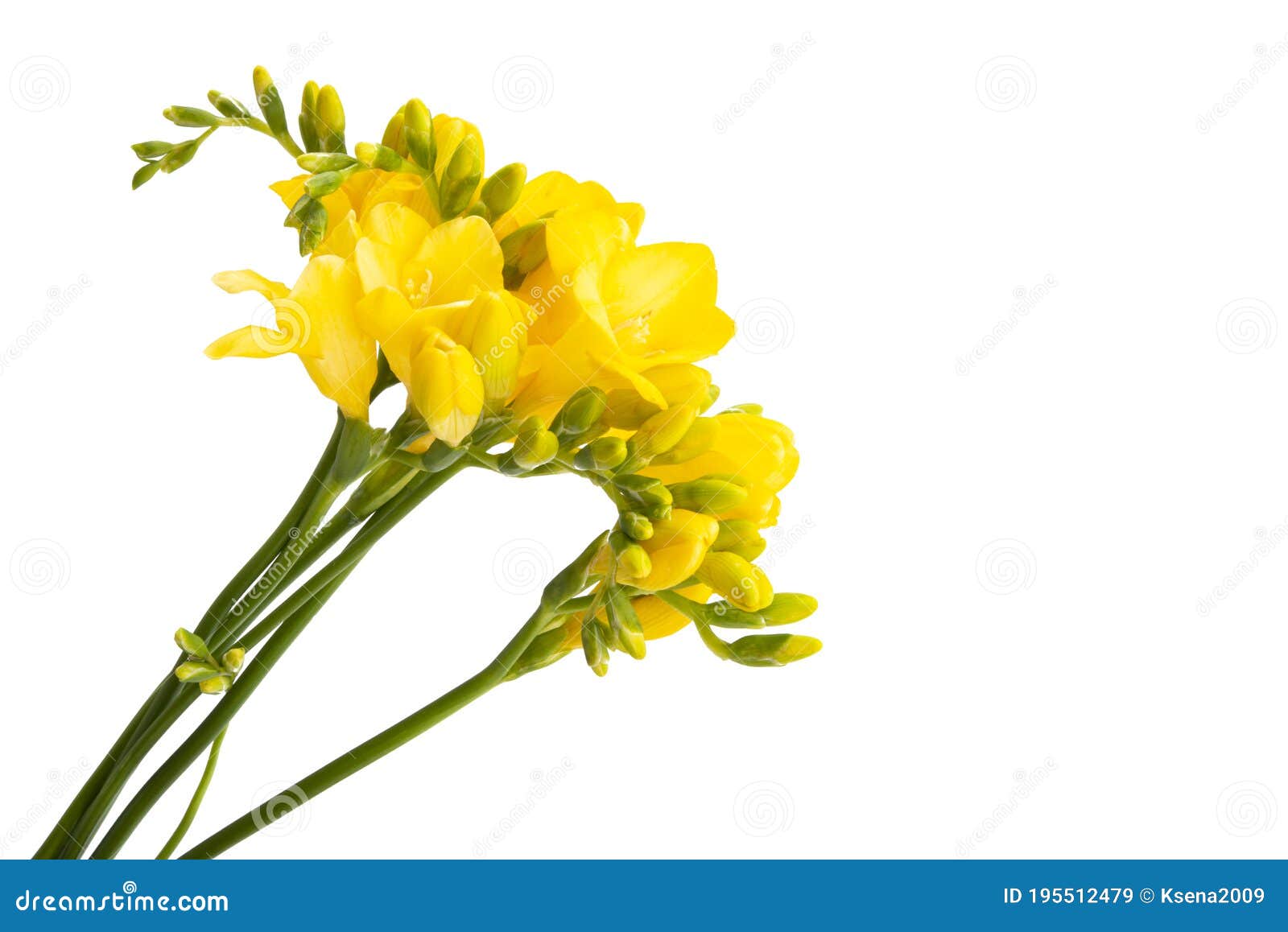 Yellow Freesia Flower Isolated Stock Image - Image of detail, isolated ...