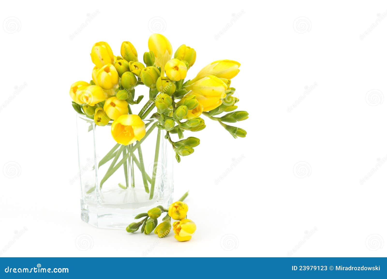 Yellow freesia flowers stock image. Image of copy, petal - 23979123