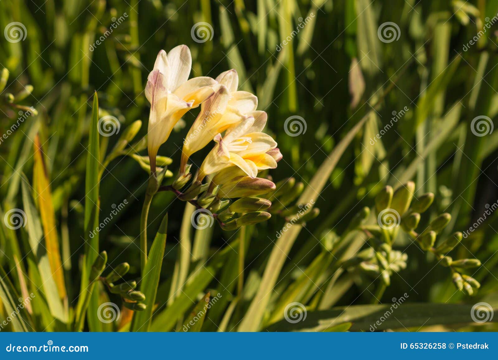 Yellow Freesia Flowers in Bloom Stock Photo - Image of decorative ...