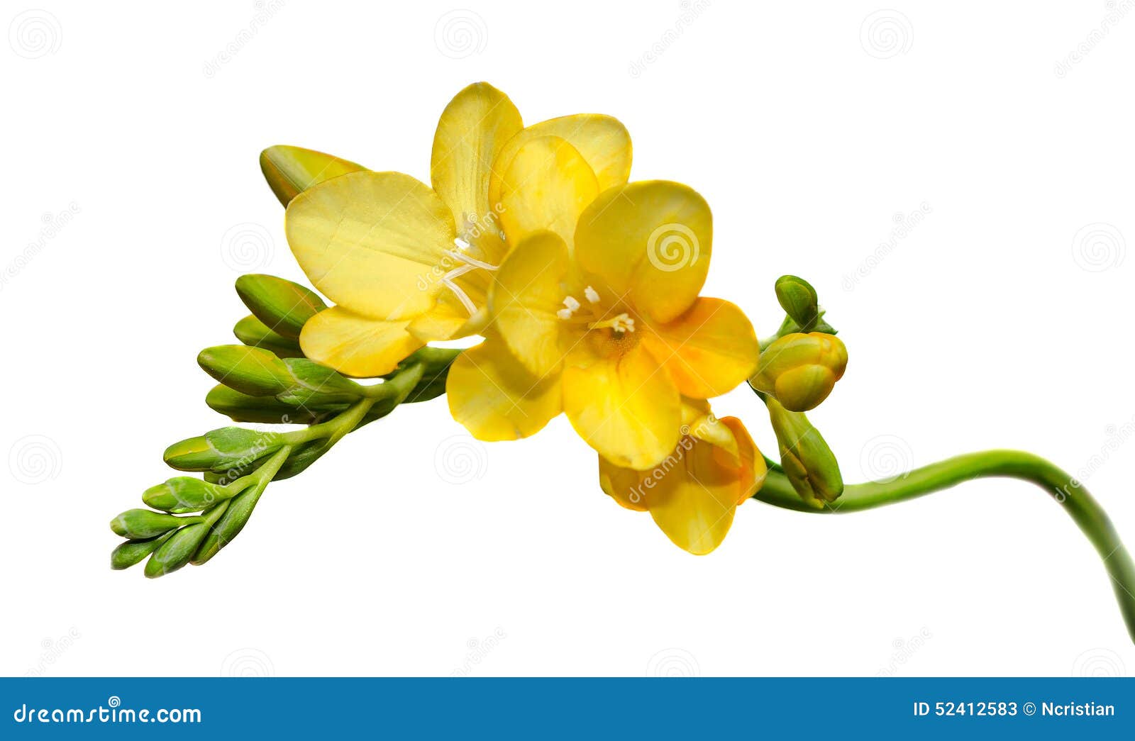 Yellow Freesia Flowers, Close Up, White Background Stock Image - Image ...