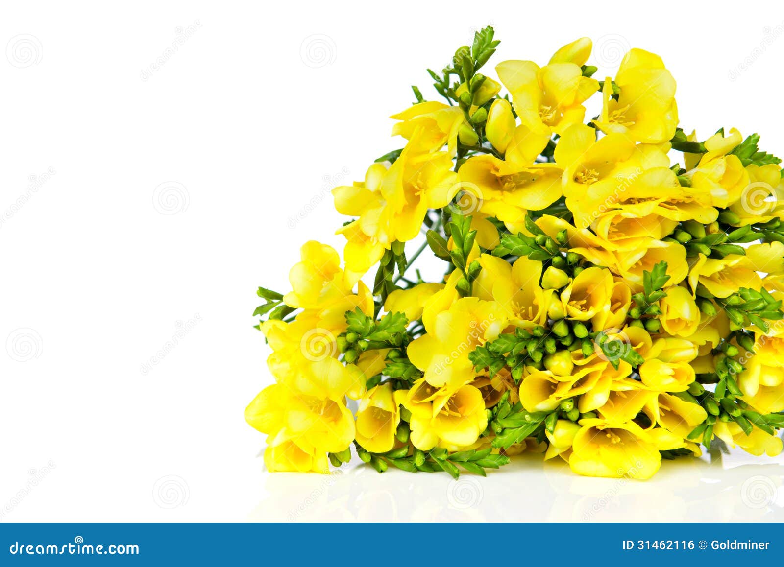 Yellow freesia stock photo. Image of easter, delicate - 31462116