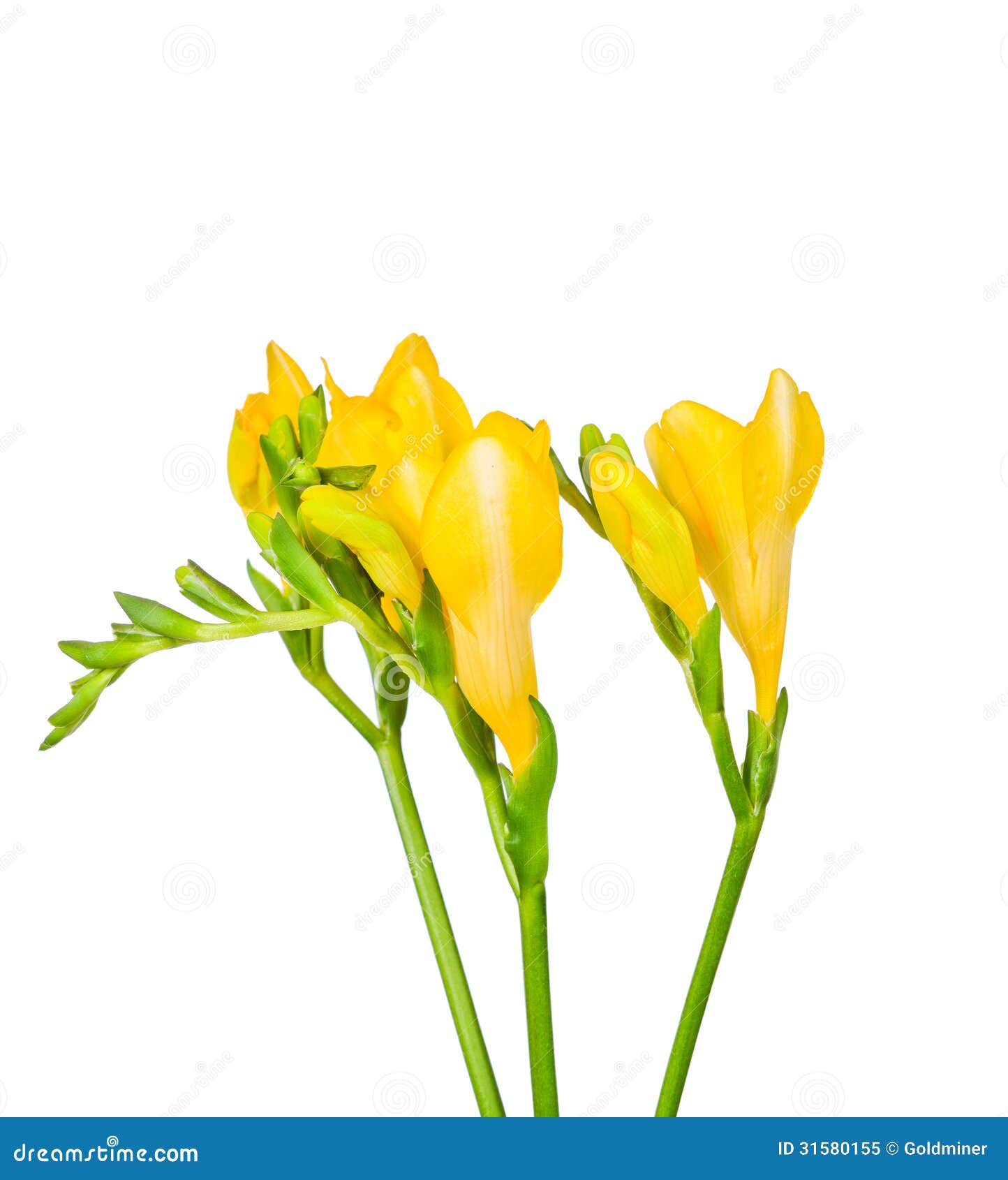 Yellow freesia stock image. Image of flora, beautiful - 31580155