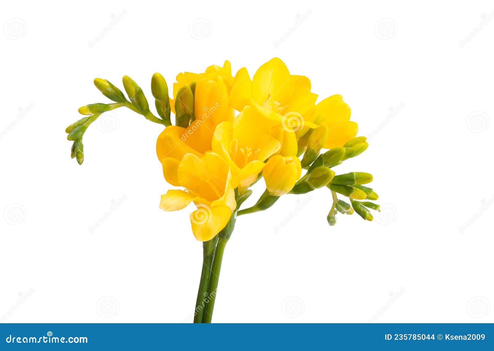Yellow freesia isolated stock photo. Image of green - 235785044