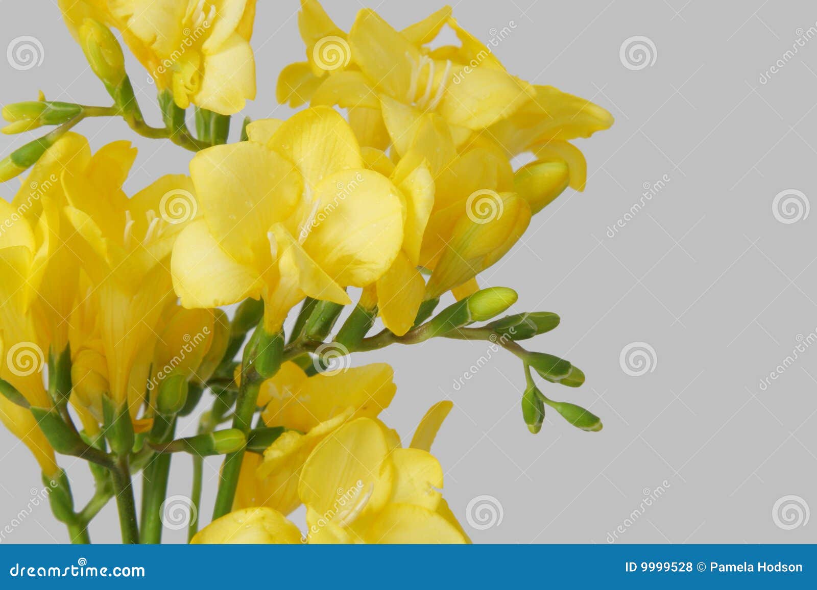 Yellow freesias stock photo. Image of springtime, nature - 9999528