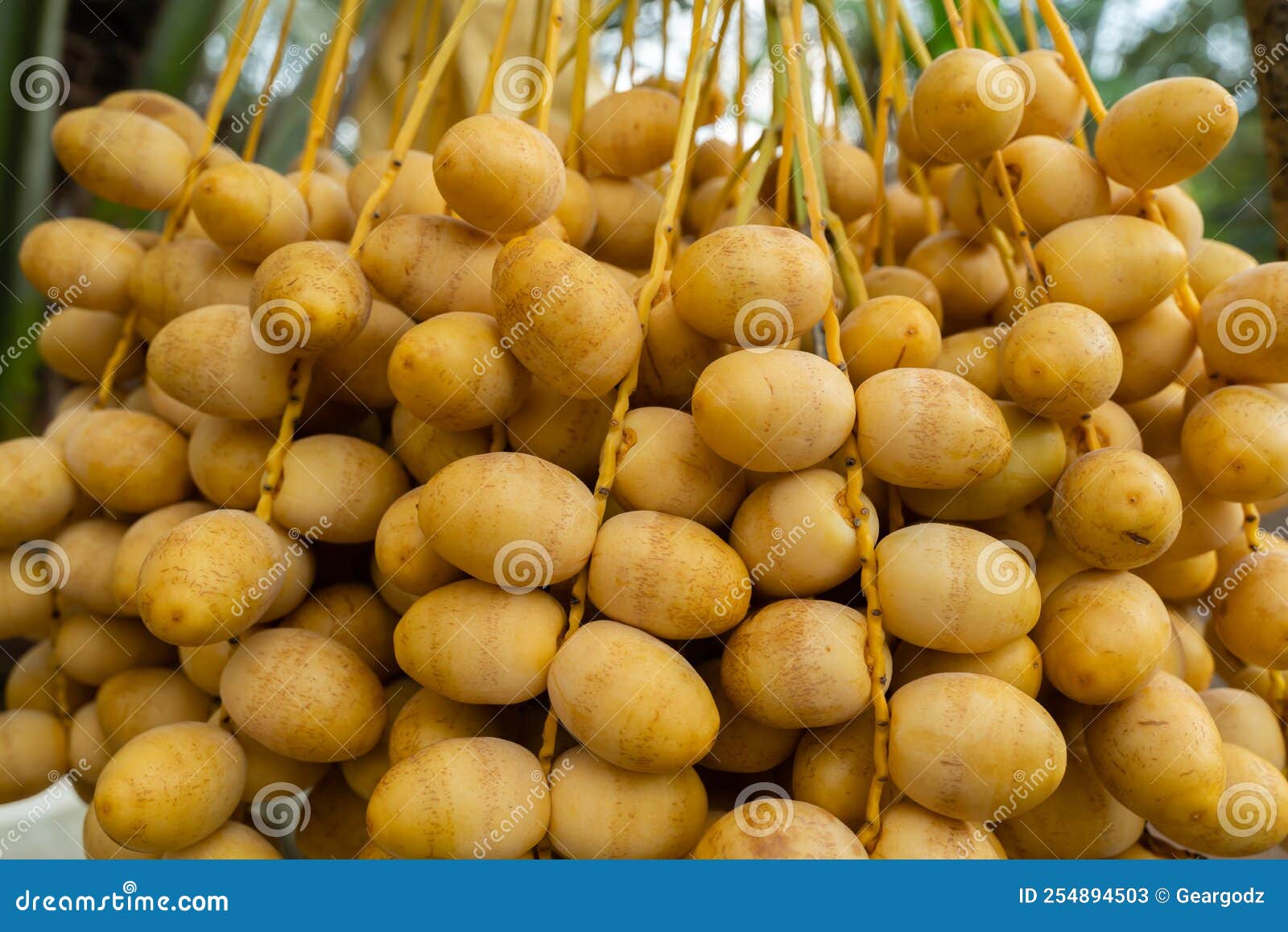 Yellow Fresh Dates Bunch Hanging from a Date Palm Tree Stock Image ...