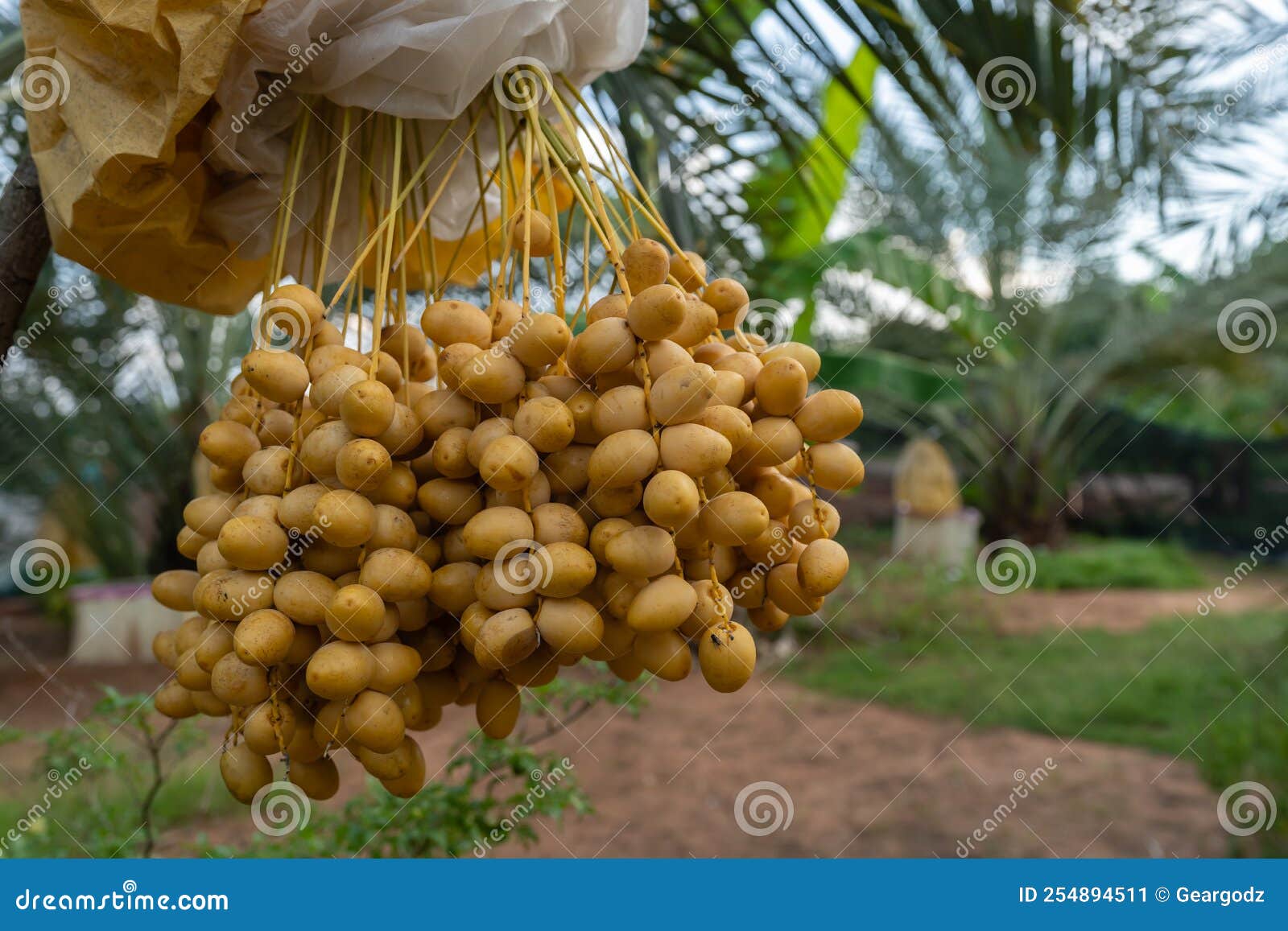 Yellow Fresh Dates Bunch Hanging from a Date Palm Tree Stock Image ...