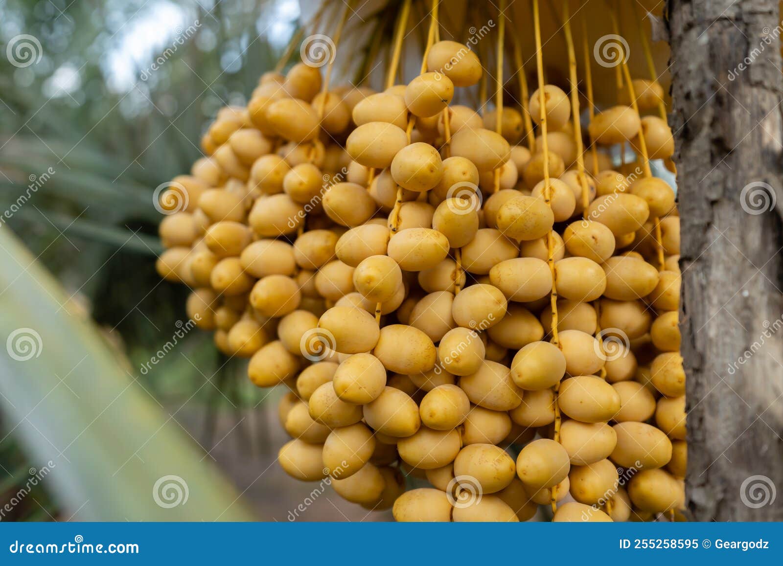 Yellow Fresh Dates Bunch Hanging from a Date Palm Tree Stock Image ...