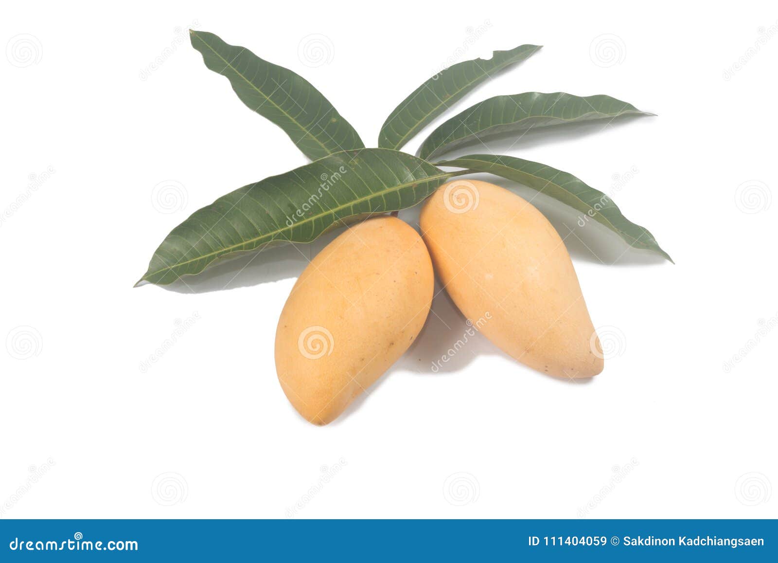 Yellow Fresh Mango and Leaves Stock Image - Image of green, delicious ...