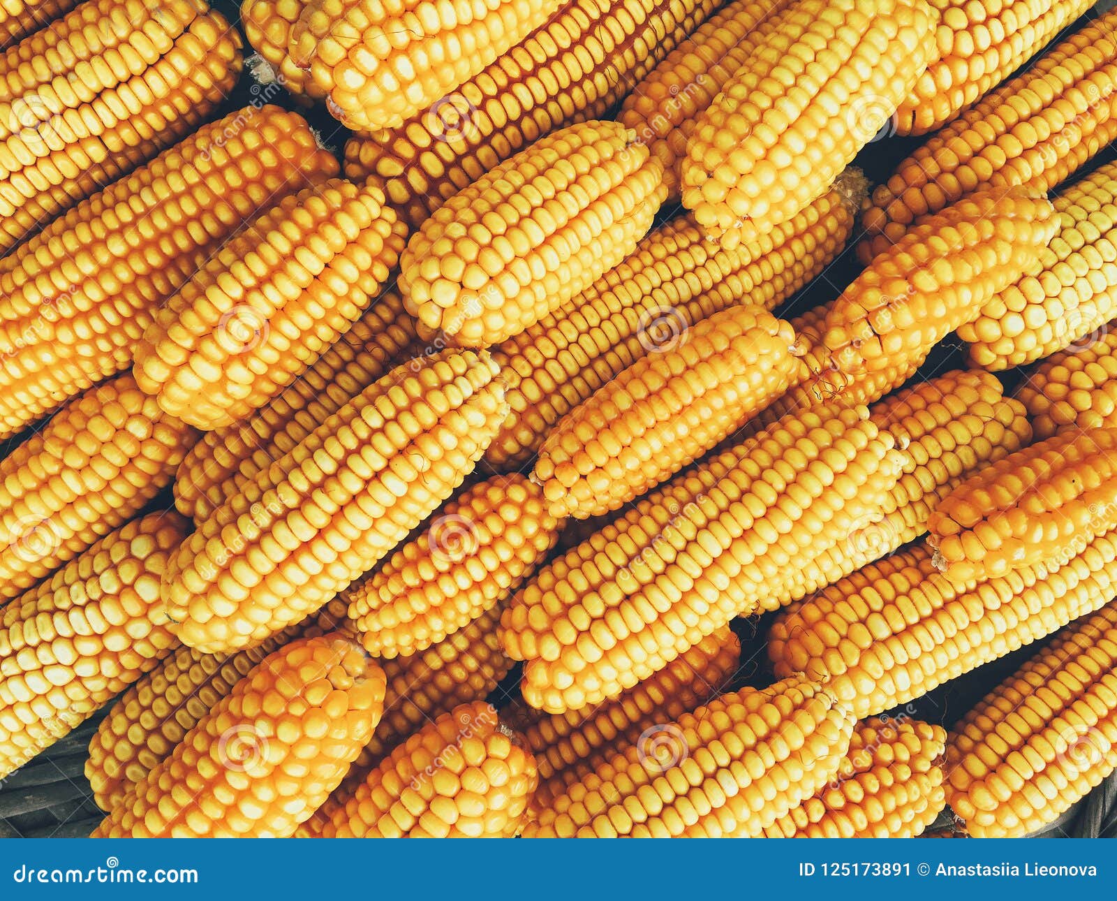 Yellow Fresh and Sweet Corn for Food Processing Stock Image - Image of ...