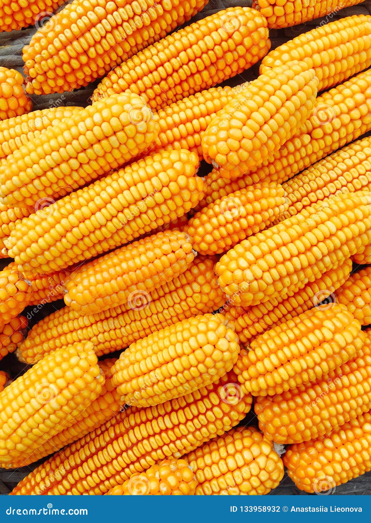 Yellow Fresh and Sweet Corn for Food Processing Stock Photo - Image of ...