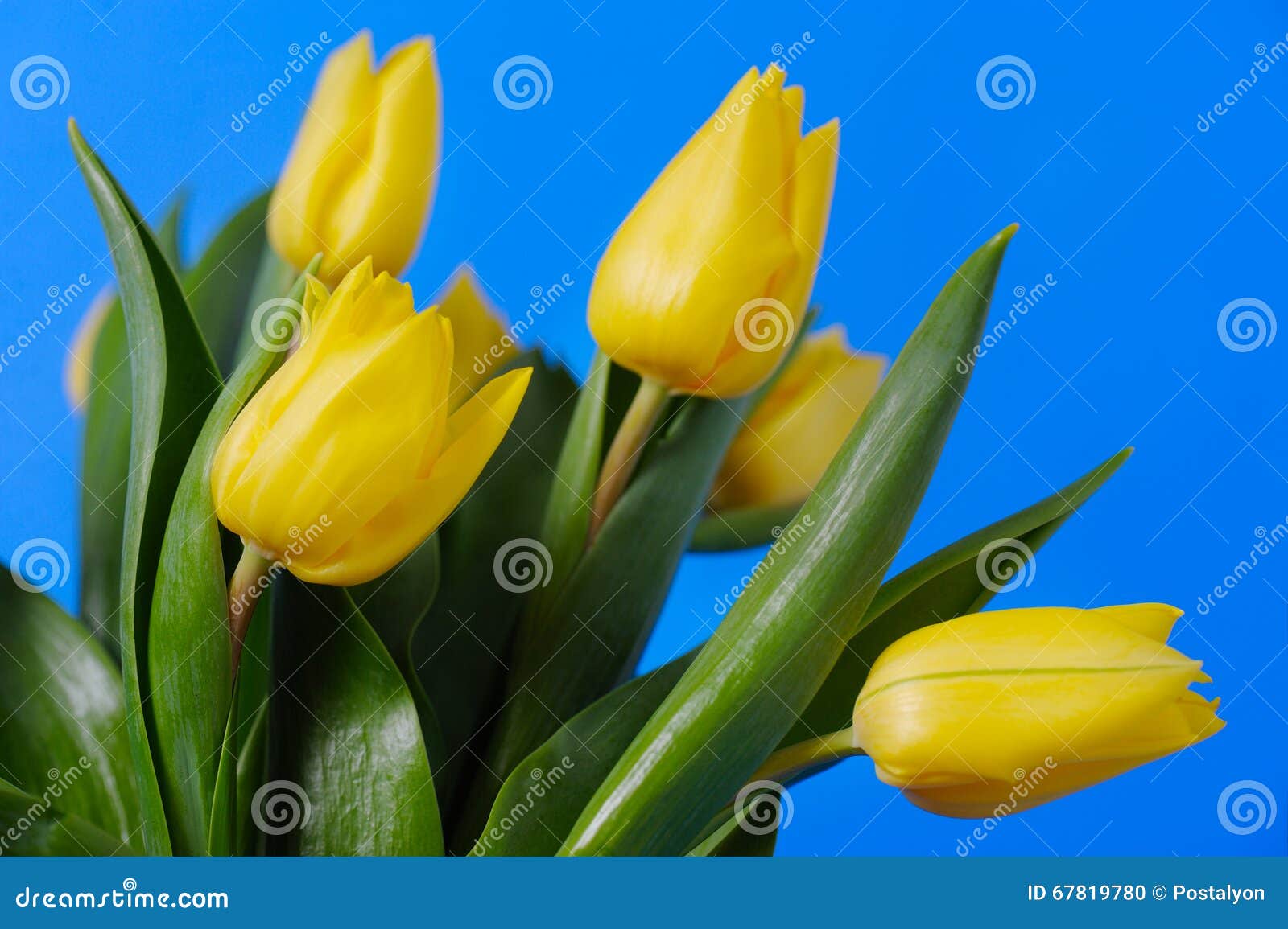Yellow, Fresh Tulips are on a Blue Background. Stock Photo - Image of ...