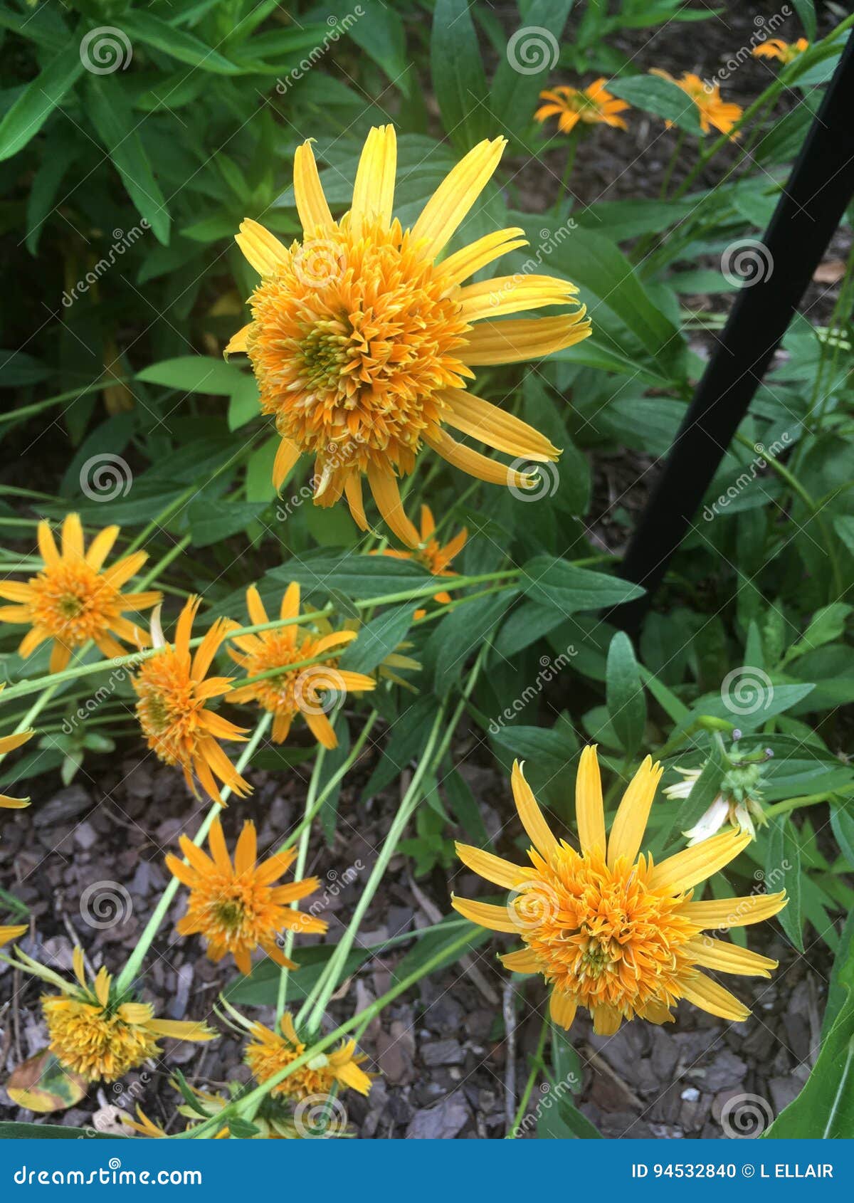 Yellow frilly flowers stock photo. Image of garden, washington - 94532840