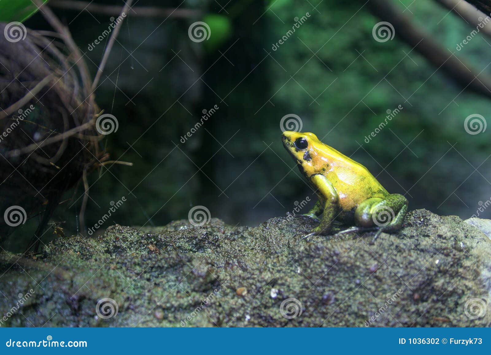 Yellow frog stock photo. Image of yellow, toad, small - 1036302