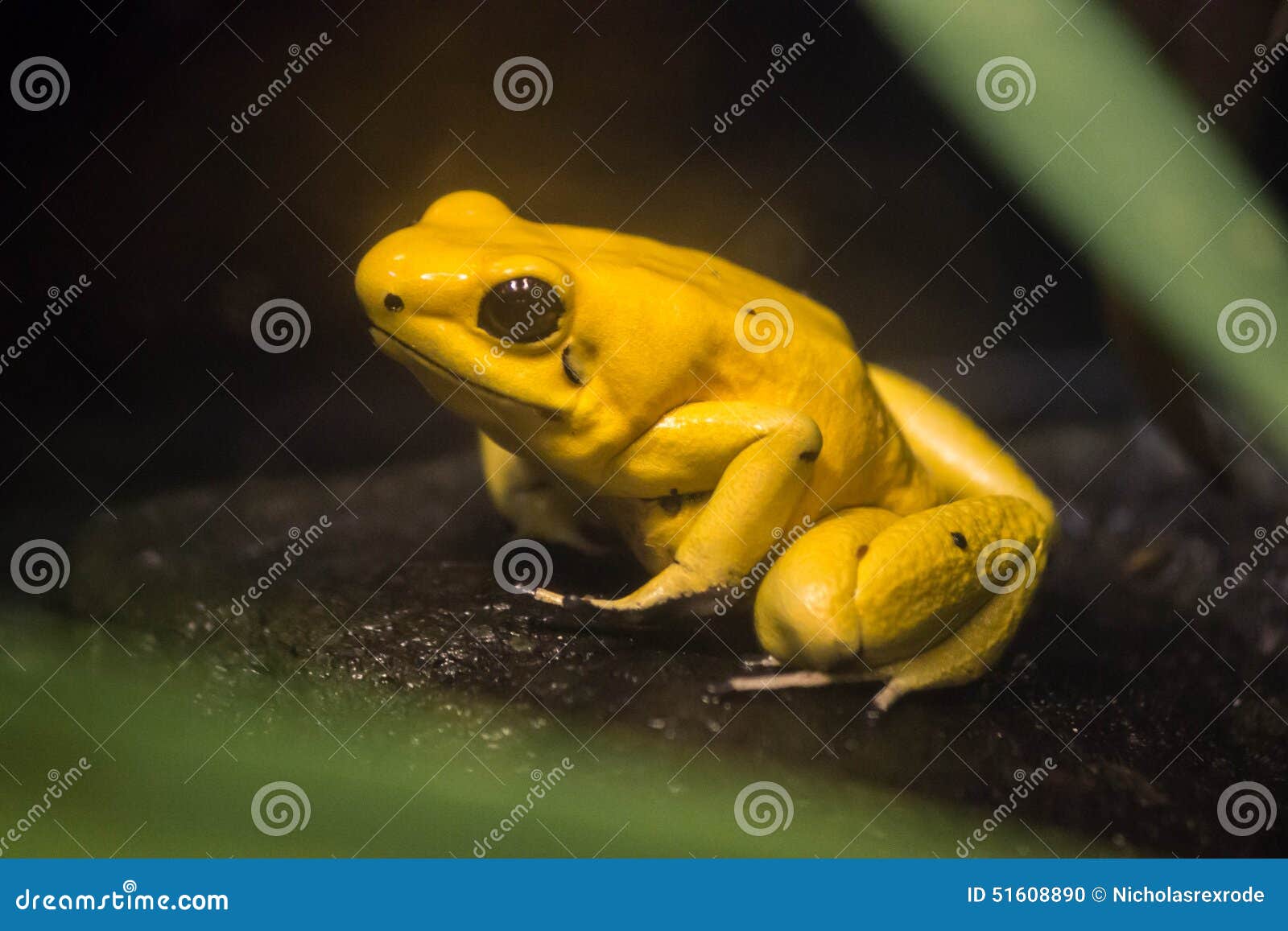 Yellow Frog stock photo. Image of dangerous, color, amphibian - 51608890