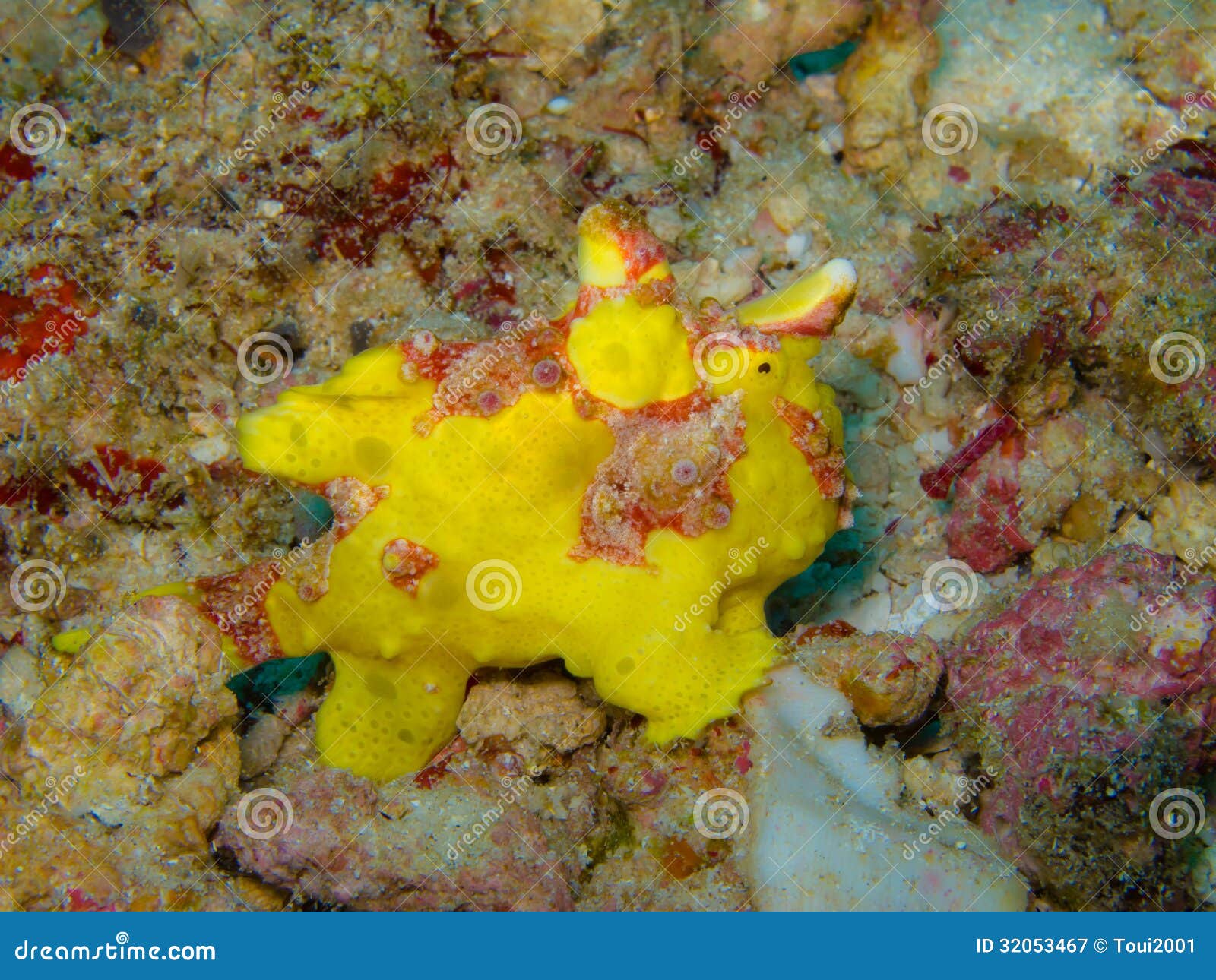 Yellow frog fish stock image. Image of bonaire, macro - 32053467