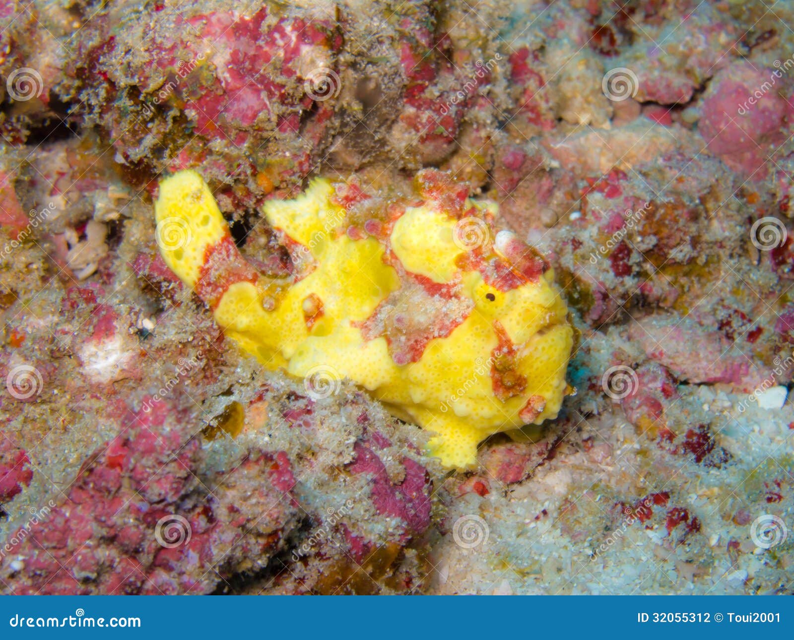 Yellow frog fish stock photo. Image of diver, camouflage - 32055312