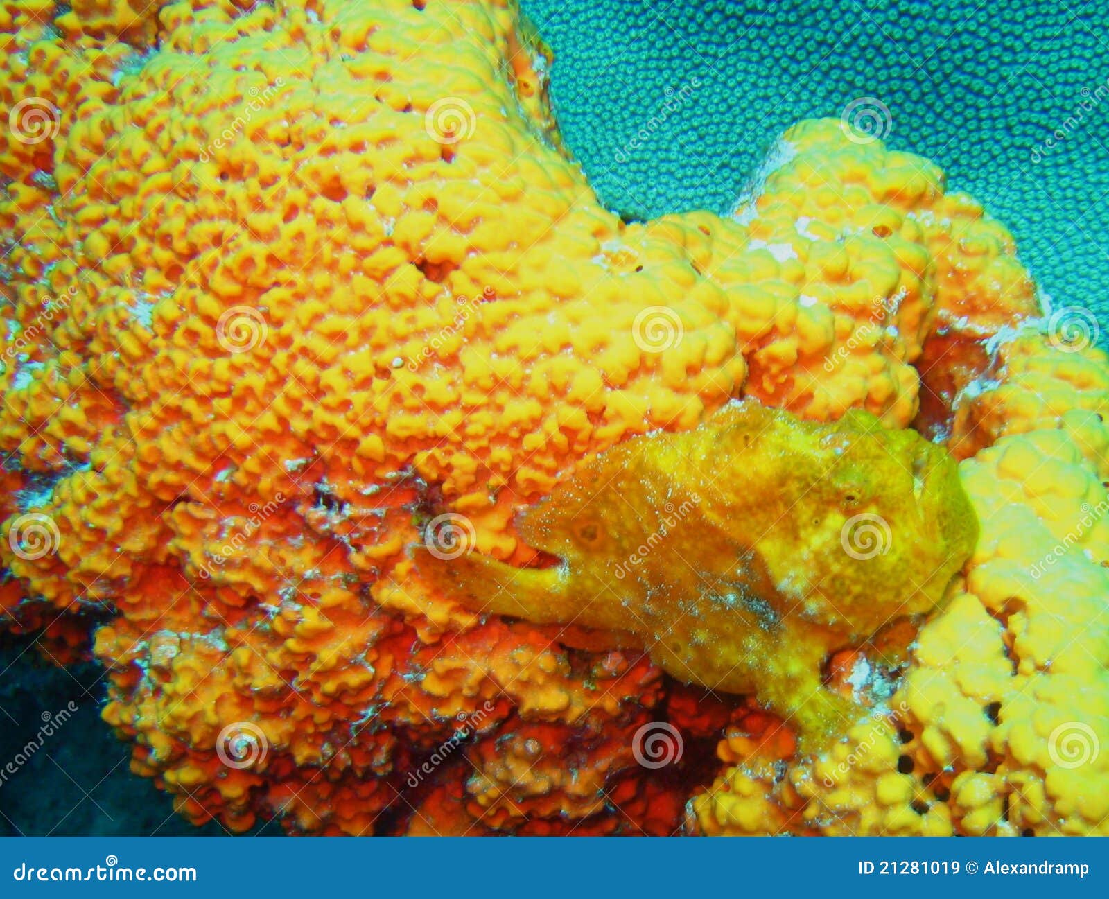 Yellow Frog Fish On Yellow Sponge Stock Image - Image of sponge ...