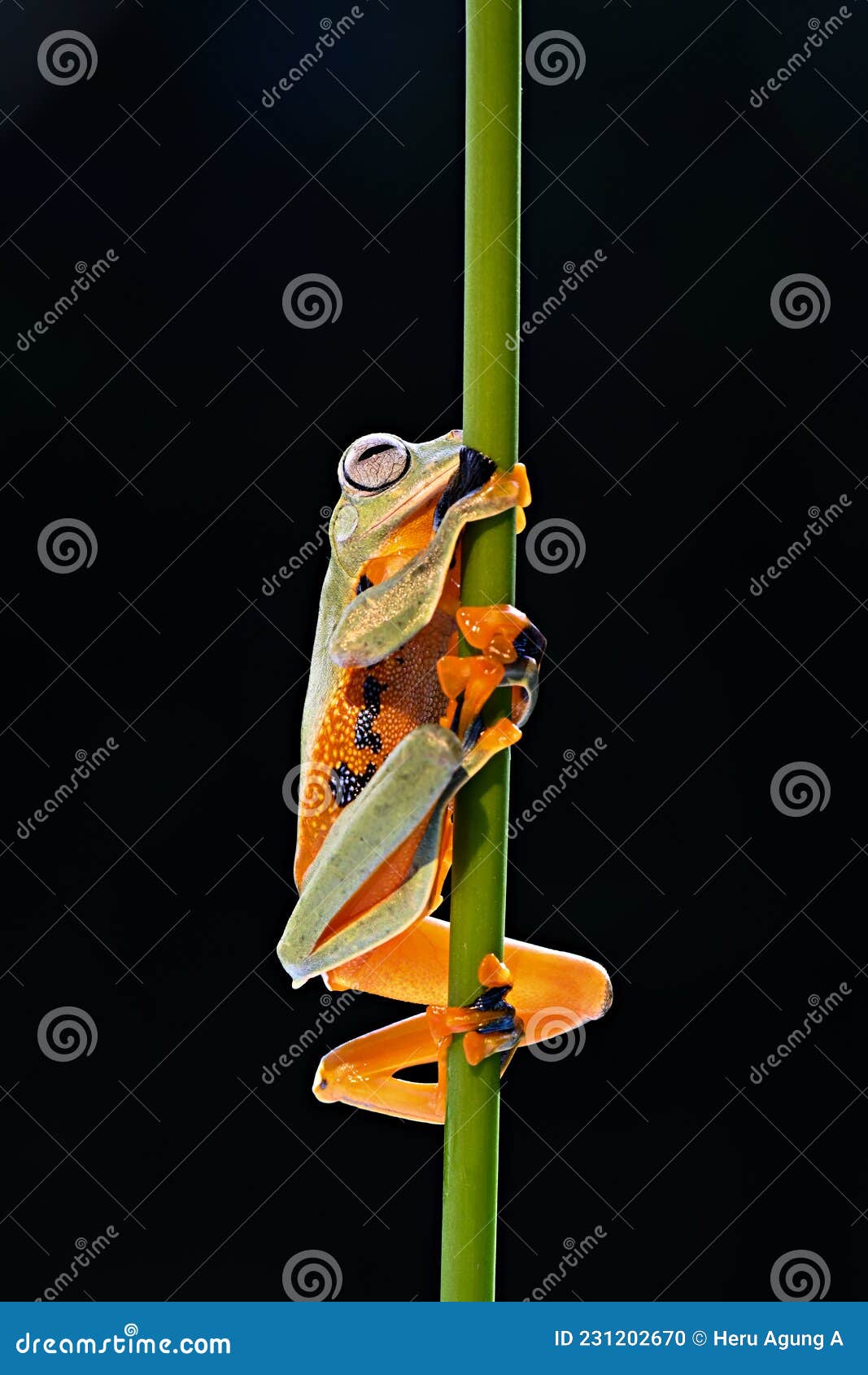 A Yellow Frog is Hugging a Green Plant Stem Stock Photo - Image of stem ...
