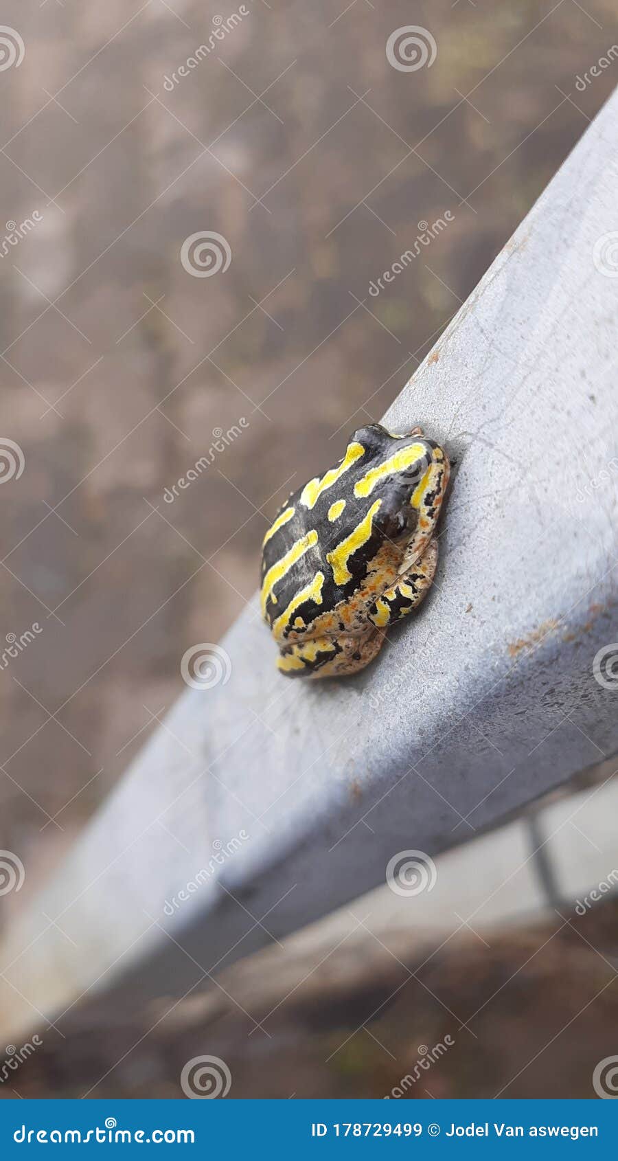 Yellow frog sleeping stock image. Image of wildlife - 178729499