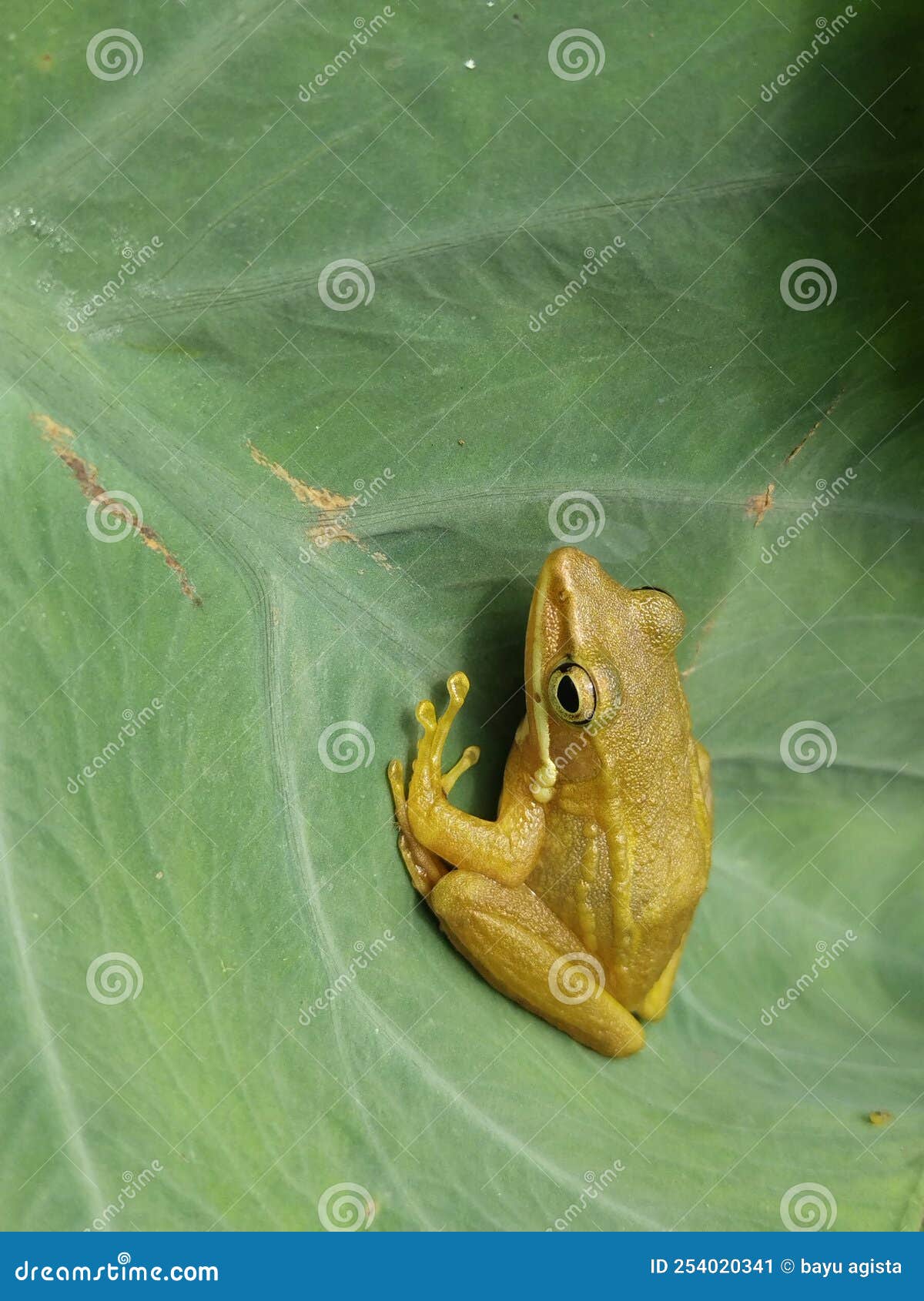 A Yellow Frog on a Taro Leaf Stock Image - Image of frog, leaf: 254020341